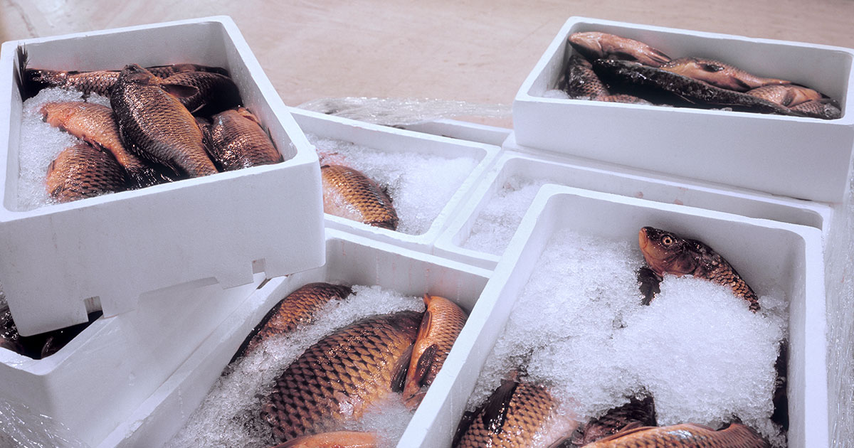 Blue Fish Company Limited – Best Frozen Storage in Ghana